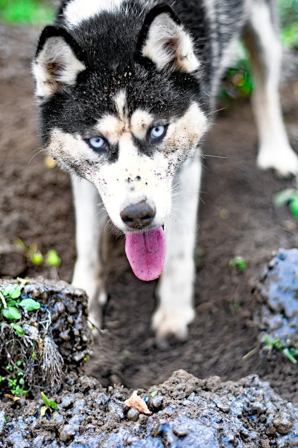 Husky digs a hole stock image. Image of beautiful, playing - 165093703