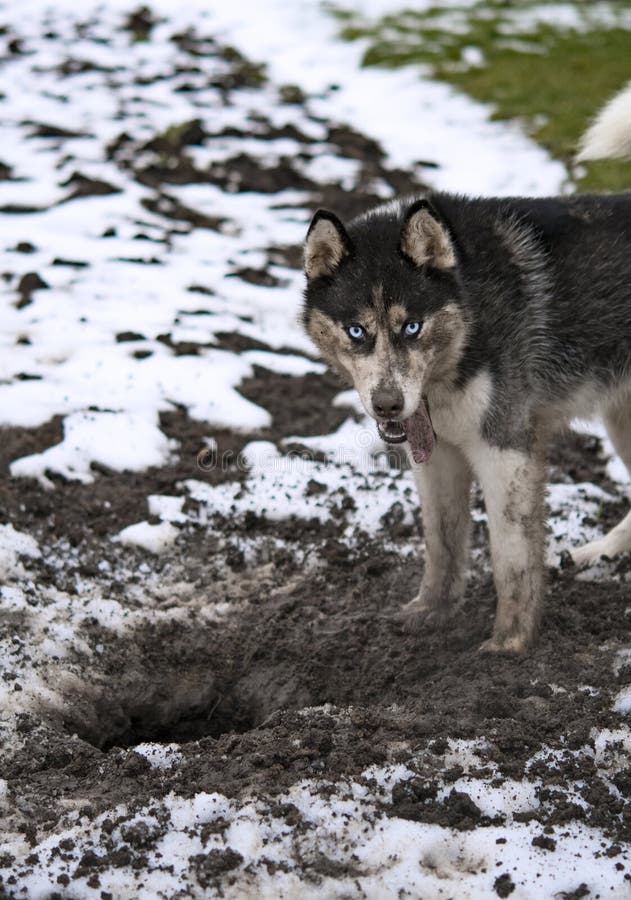 Close Up Dirty Siberian Husky Stock Photo - Image of happy, clean: 53959486