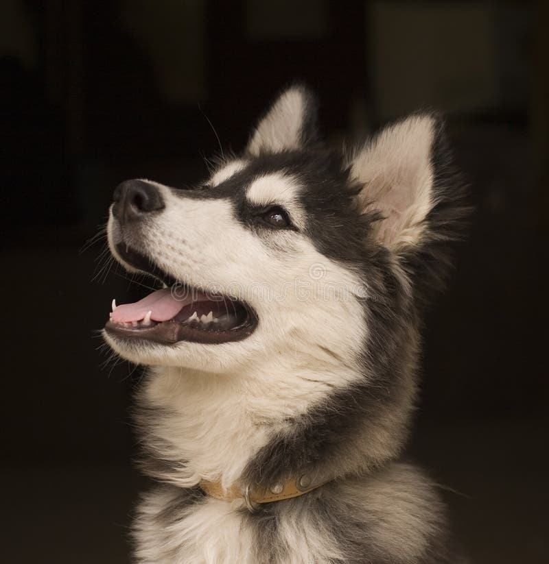 1,216 Husky Teeth Stock Photos - Free & Royalty-Free Stock Photos from ...