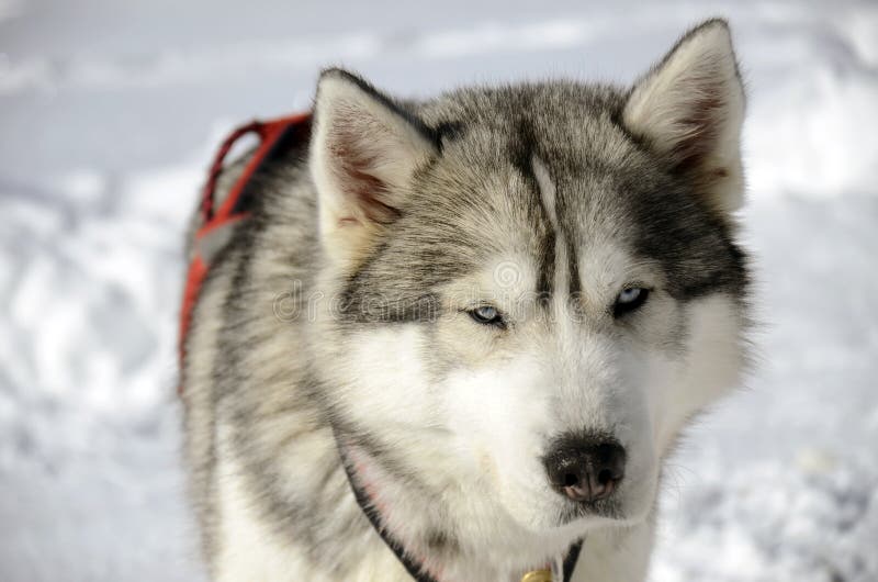 Husky dog stock image. Image of staring, snow, mammal - 29157955