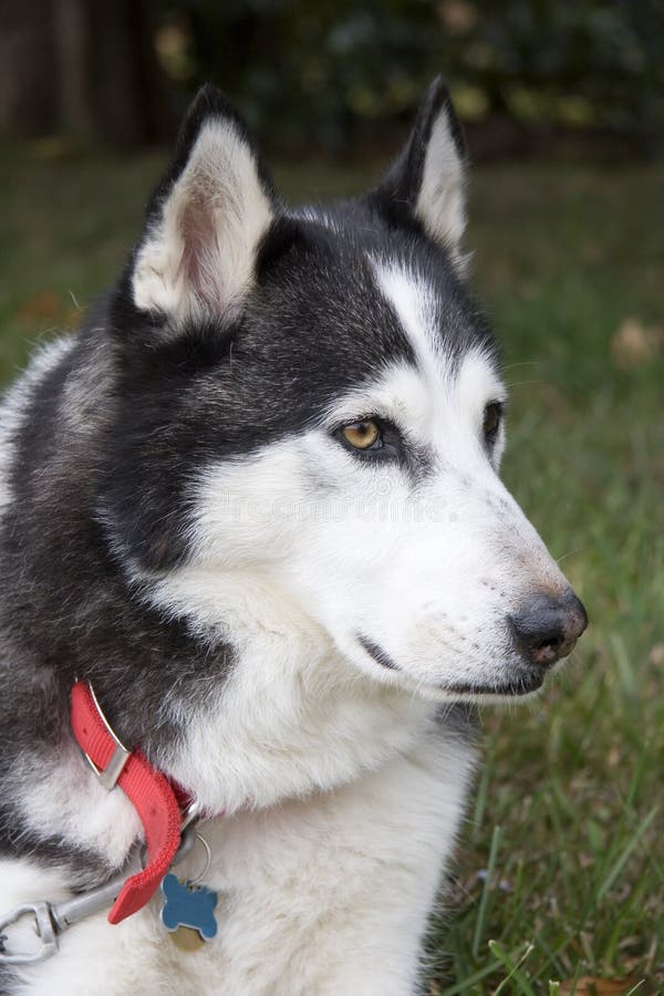 Husky Dog imagem de stock. Imagem de huskies, macho, consideravelmente ...