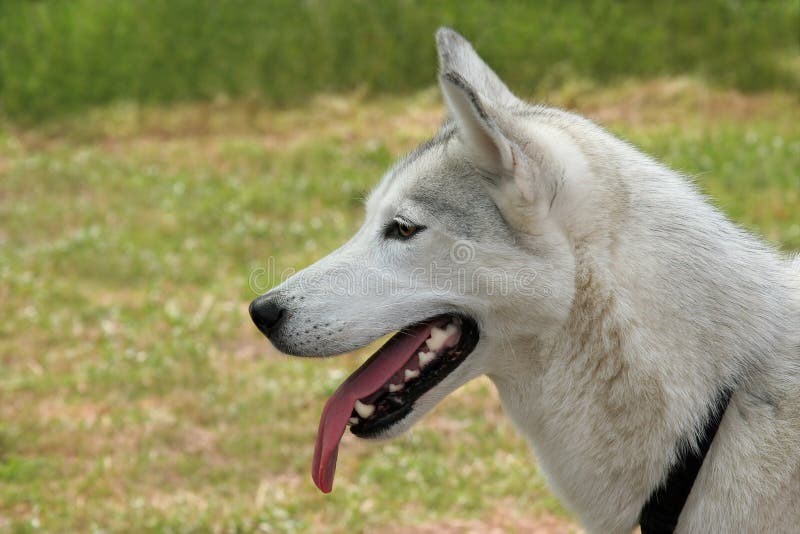 Husky teeth stock photo. Image of teeth, bite, dental - 4929476