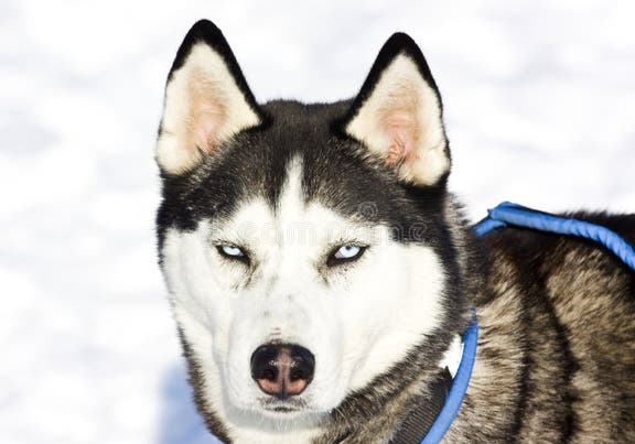 Husky dog stock photo. Image of canada, dangerous, alert - 7751428