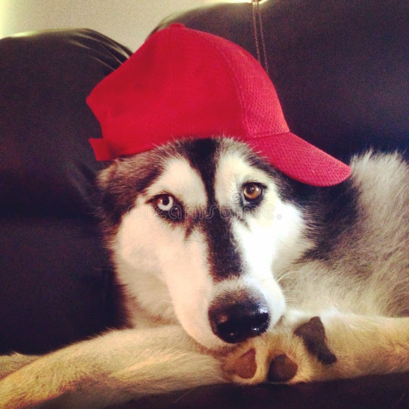 Beautiful Husky Dog in Baseball Cap Stock Photo - Image of stripe ...