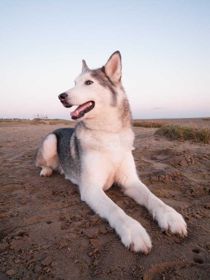 Husky dog on a beach stock image. Image of trained, proud - 62503537