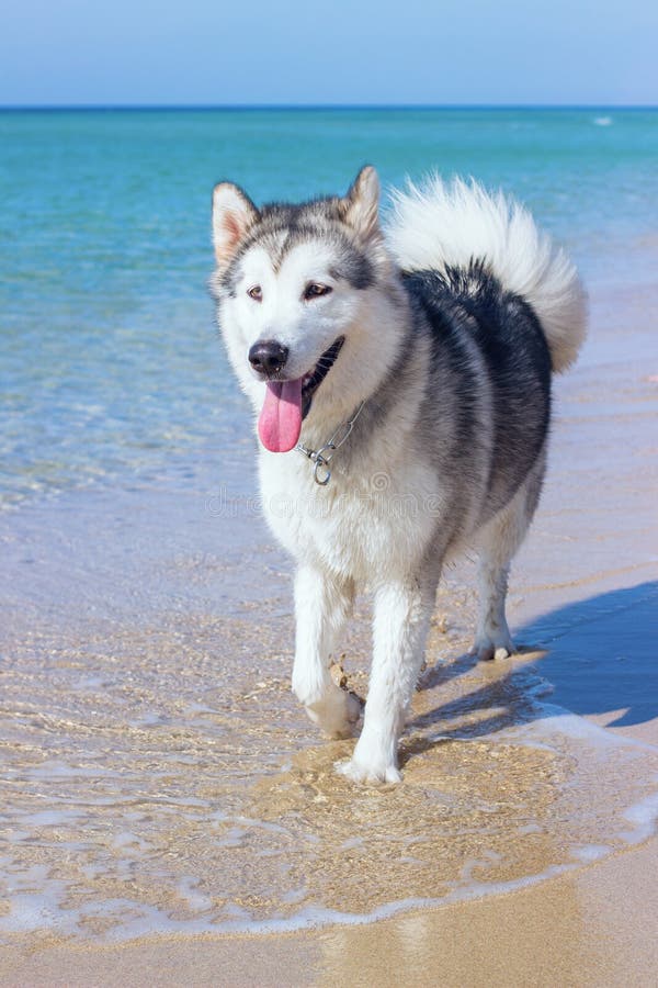 Husky dog beach stock photo. Image of ocean, shore, coast - 60216204