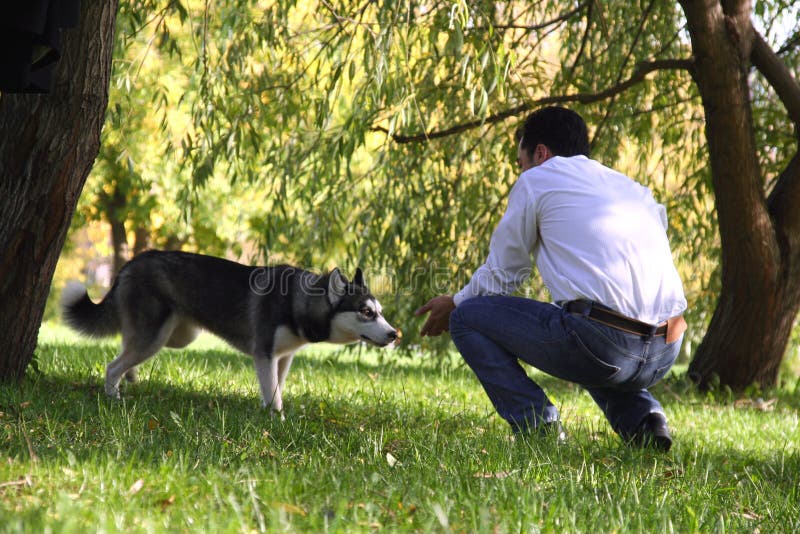 A Husky Dog is Being Watchful Stock Image - Image of hunker, color: 8613605