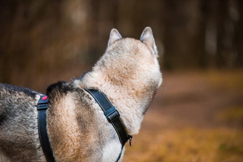 Husky Dog Close Up Back Portrait on Nature Stock Image - Image of blue ...