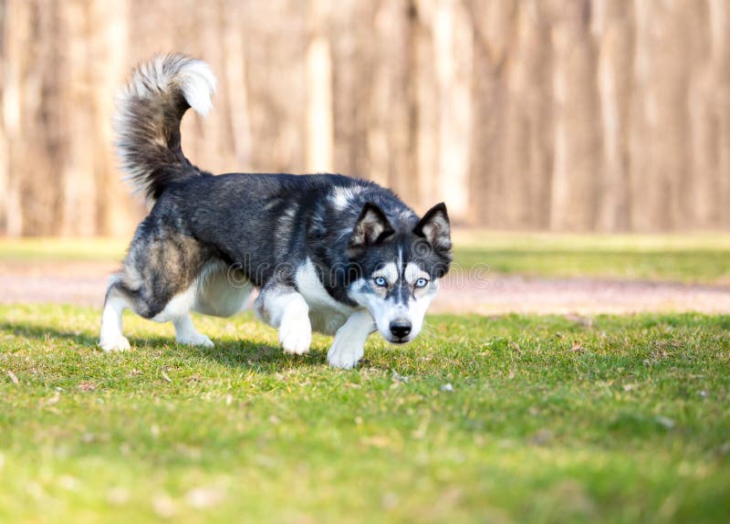 A Husky Dog Crouching in a Stalking Posture Stock Image - Image of ...