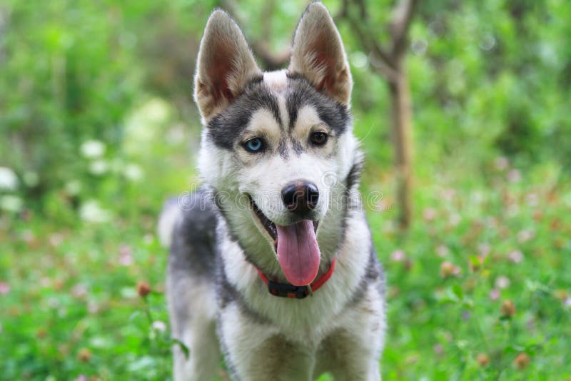 Evil Husky Stock Photos - Free & Royalty-Free Stock Photos from Dreamstime