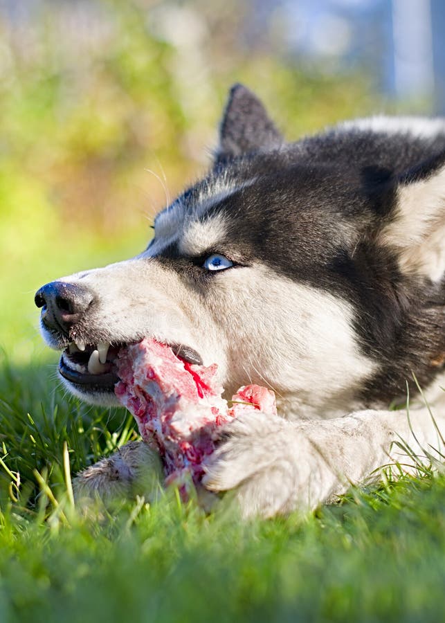 All About Dogs What Do Wild Siberian Huskies Eat