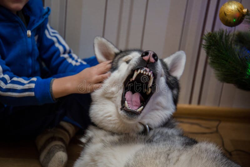 Husky Dog Emotions in the Room Stock Photo - Image of cute, lovely ...