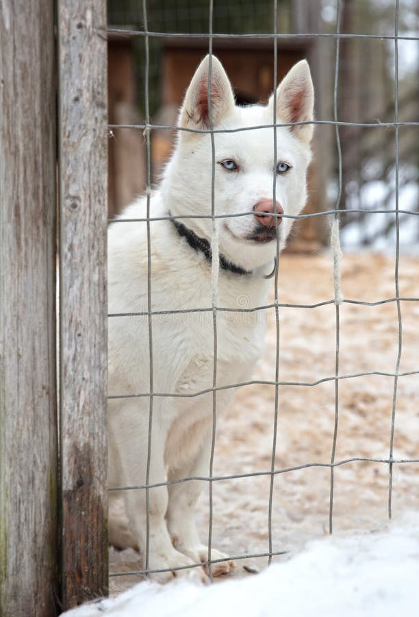 Husky Dog in Finland, Waiting in a Kennel Stock Photo - Image of ...