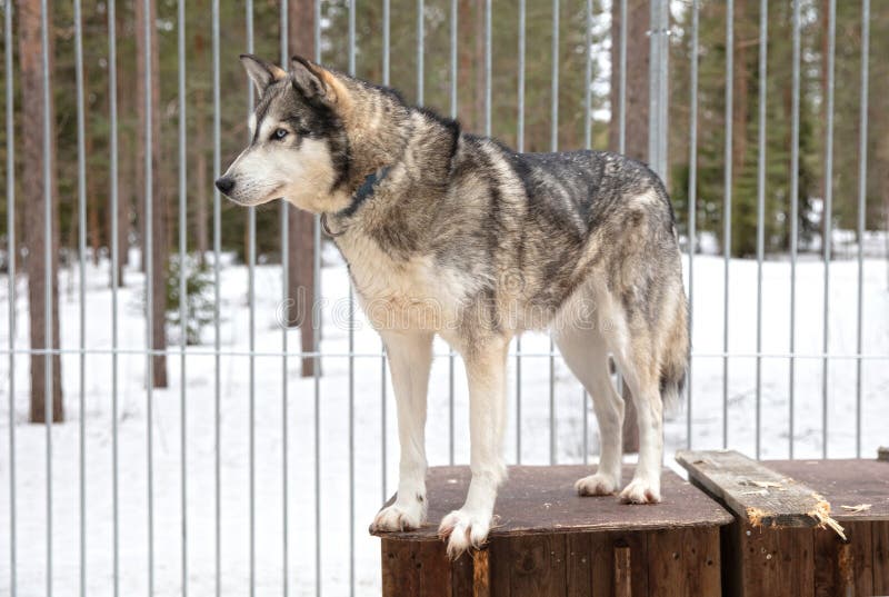 Husky Dog in Finland, Waiting in a Kennel Stock Image - Image of blue ...