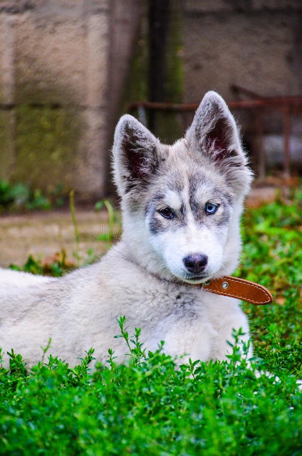 Husky dog stock photo. Image of brave, muzzle, grave - 76093762