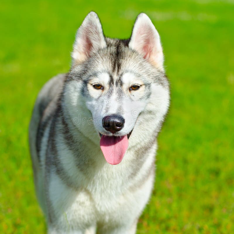 Husky dog stock image. Image of pedigree, purebred, doggy - 45977845
