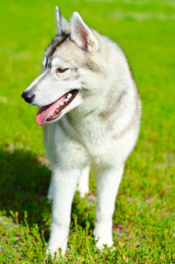 Husky dog stock photo. Image of beautiful, lovely, head - 46797082