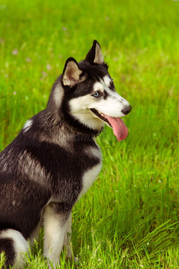 Husky dog on green grass stock image. Image of beautiful - 53499225