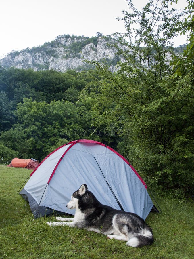 Husky Dog Guarding the Masters Tent Stock Photo - Image of looking ...