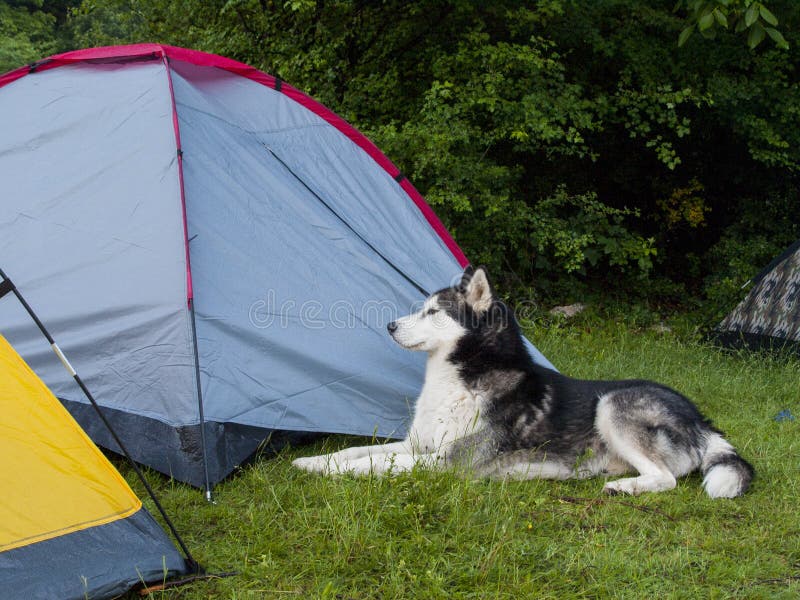 Are Huskies Good Camping Dogs