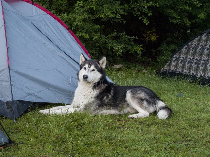 Husky Dog Guarding the Masters Tent Stock Image - Image of canine, cold ...