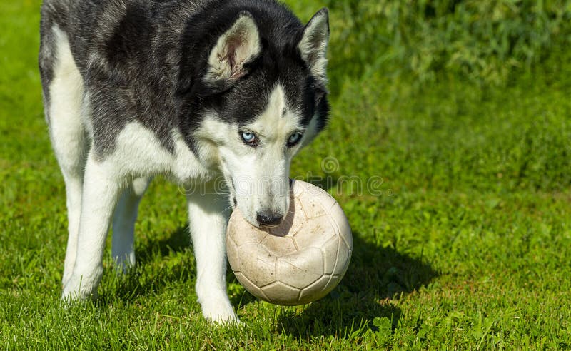 A Husky Dog Has Fun Playing with a Ball on the Grass Stock Photo ...
