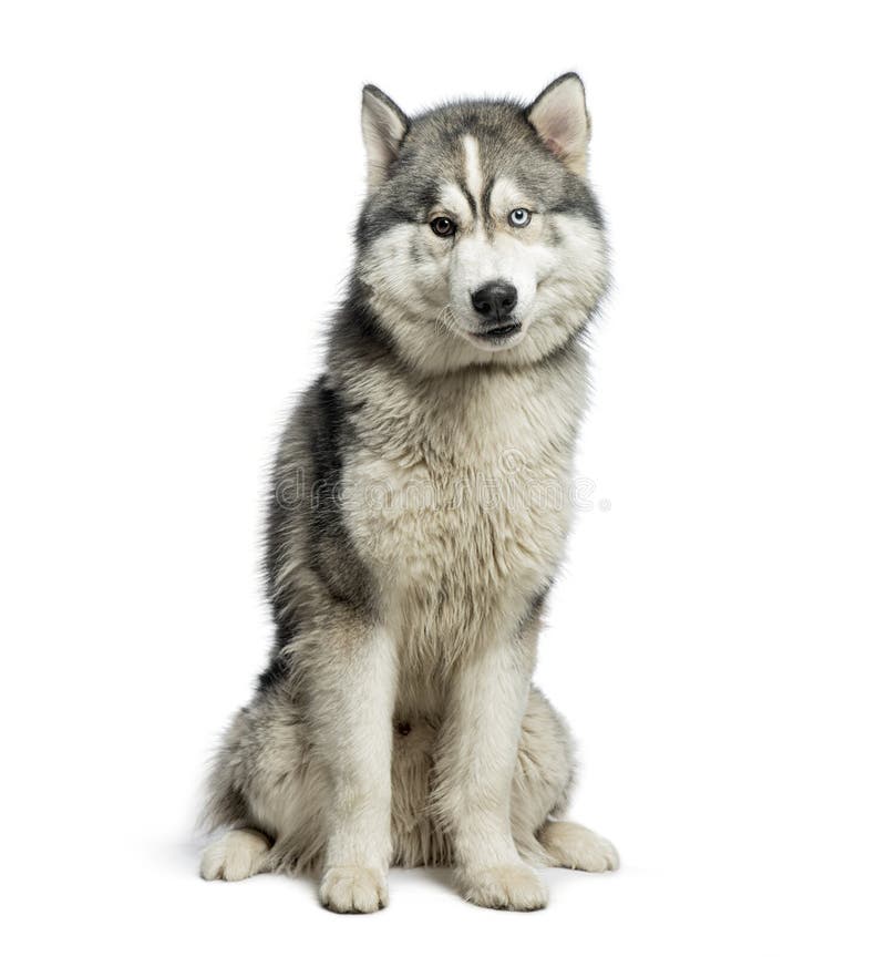 Husky Dog with Heterochromia, Different Colored Eyes, Sitting and ...