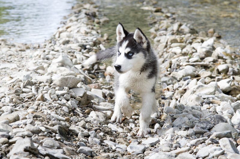 Husky dog stock image. Image of mammal, breed, husky - 119711417