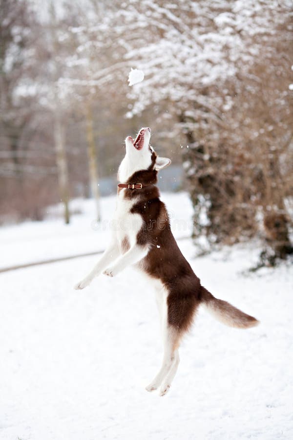 Husky dog jumping stock image. Image of eyes, beautiful - 84513727