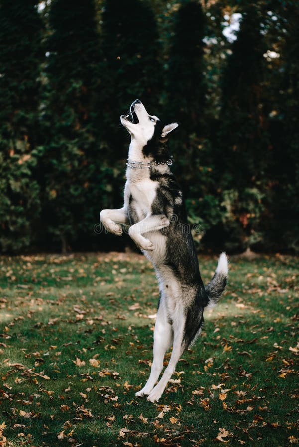 Husky dog jumps for food stock photo. Image of gorgeous - 146202738 Husky dog jumps for food stock photo. Image of gorgeous - 146202738