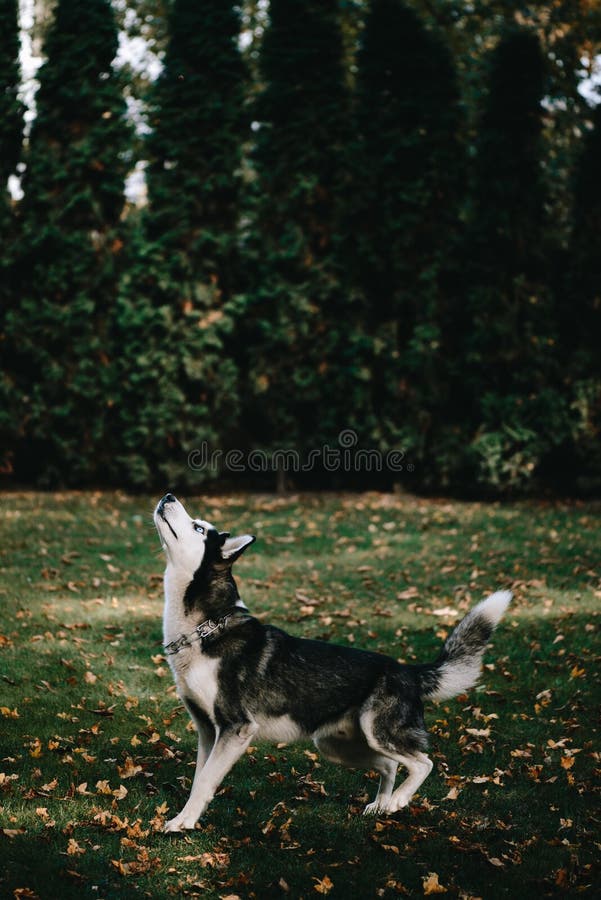 Husky dog jumps for food stock photo. Image of domestic - 147908210 Husky dog jumps for food stock photo. Image of domestic - 147908210