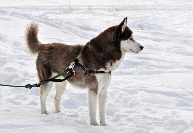 Siberian Husky Portrait Outdoors On A Leash Stock Image - Image of cute ...