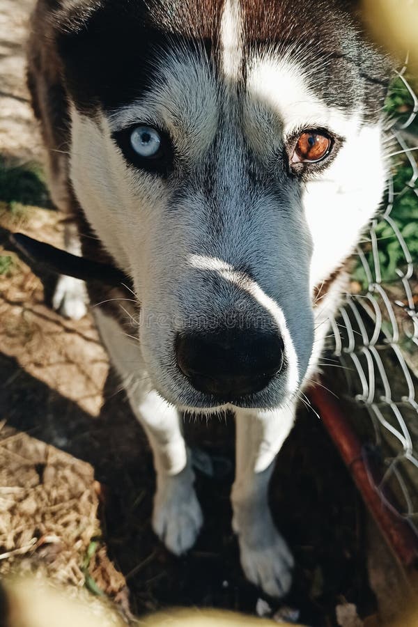 Husky dog look stock image. Image of look, terrier, puppy - 343645995