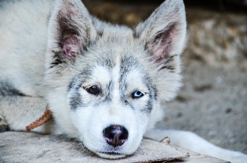 Husky dog stock photo. Image of mammals, outdoor, camera - 77817390