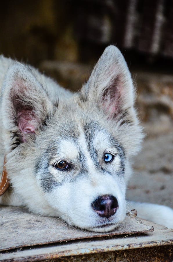 Husky dog stock photo. Image of head, pedigree, freedom - 77817608