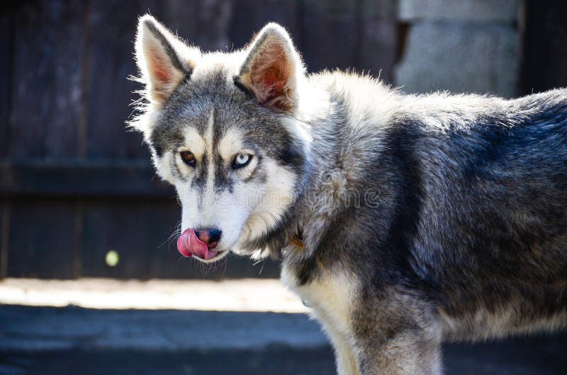 Husky dog stock image. Image of forest, animal, park - 80690517