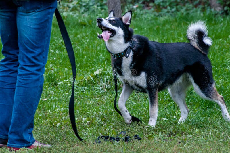 Husky stock photo. Image of owner, tame, background, cute - 44610644
