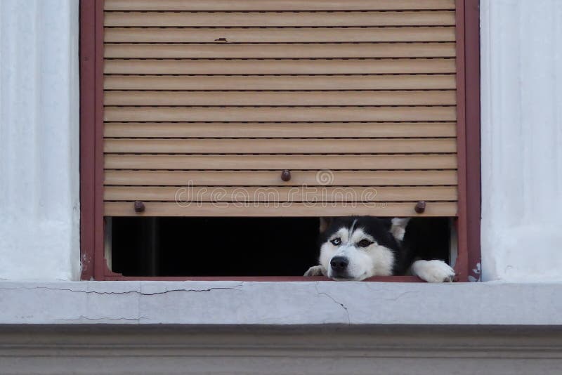 Husky Dog Looking through the Opened House Window Stock Image - Image ...