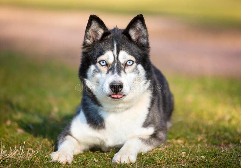 A Husky Dog Lying Down and Sticking Its Tongue Out Stock Image - Image ...