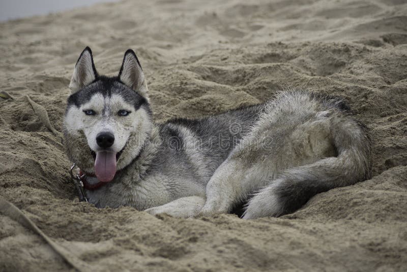 Husky Dog Lying in the Hot Sand Stock Photo - Image of sand ...