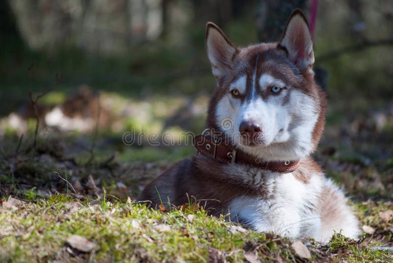 Staring Husky stock image. Image of siberian, canine - 14043833
