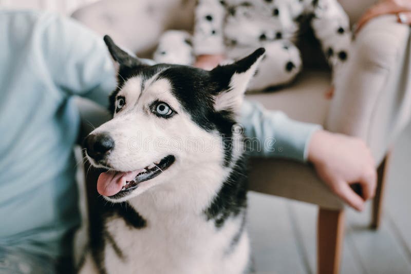 Husky Dog with a Man. the Husky Looks at the Man Stock Image - Image of ...