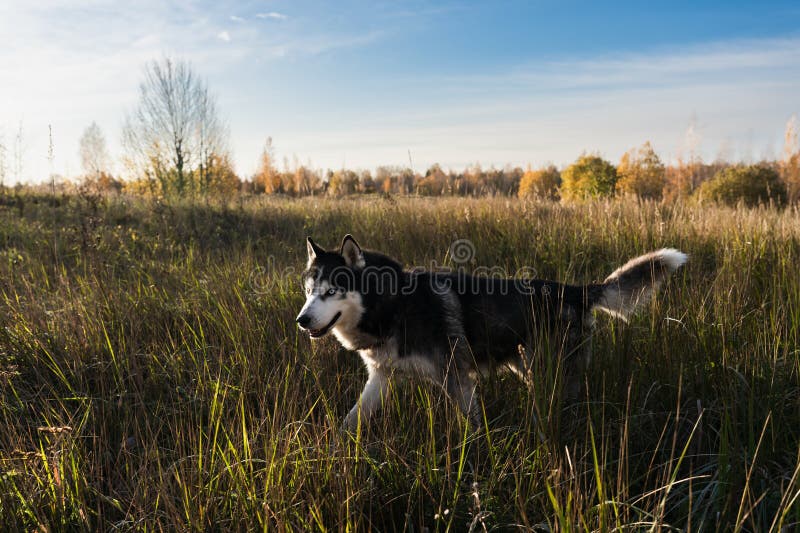 Husky Dog with Multi-colored Eyes in the Field. Side View Stock Photo ...