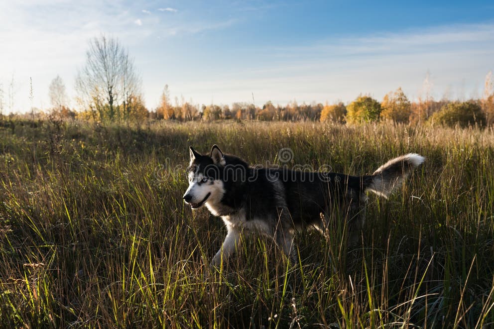 Husky Dog with Multi-colored Eyes in the Field. Side View Stock Photo ...