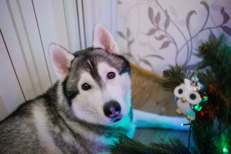 Husky Dog Near Christmas Tree Stock Photo - Image of cute, breed: 185623012