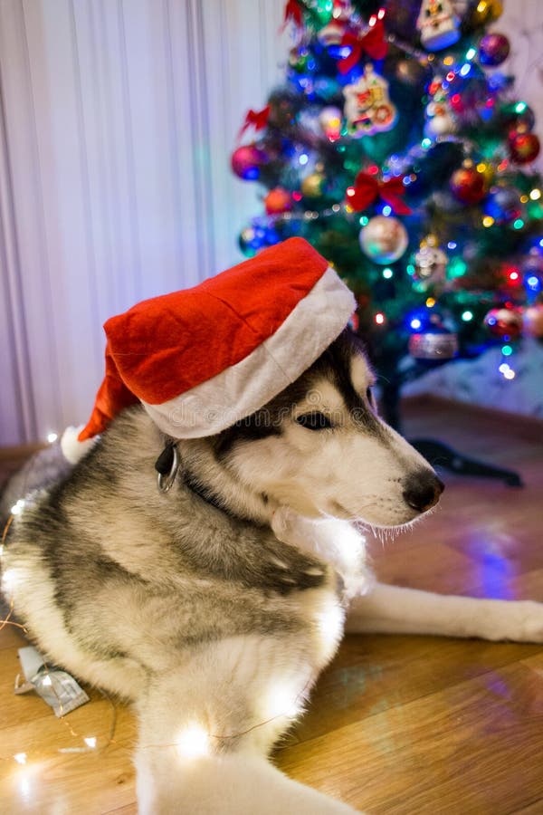 Husky Dog â€‹â€‹near the Christmas Tree in the Room Stock Photo - Image ...