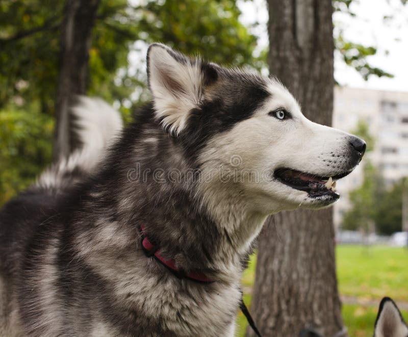 Husky dog outside stock image. Image of nature, love - 31775107