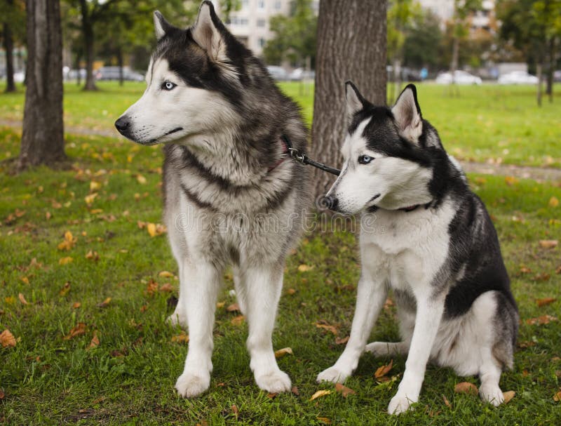 Husky dog outside stock image. Image of outdoors, foreground - 31775111