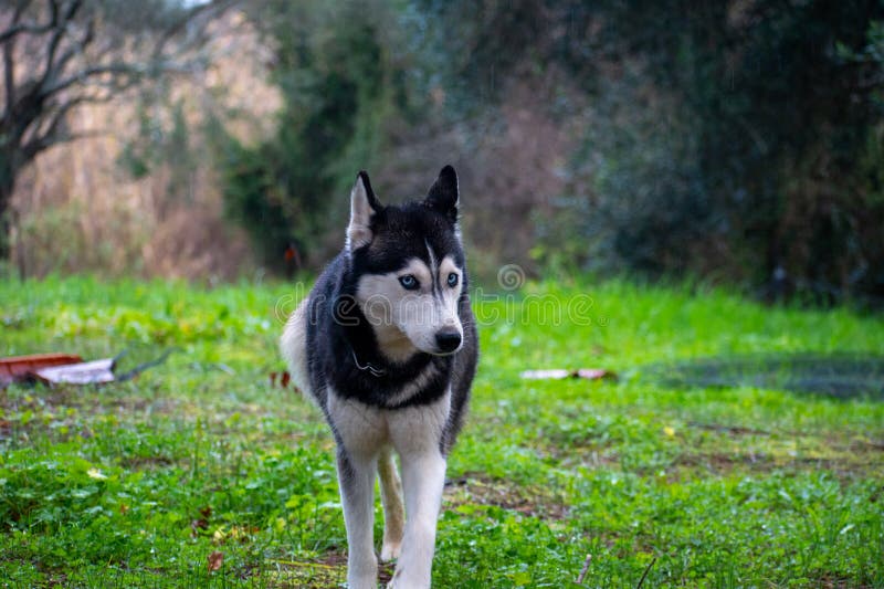 Husky Dog with Piercing Blue Eyes Walks in a Green Field Stock Photo ...