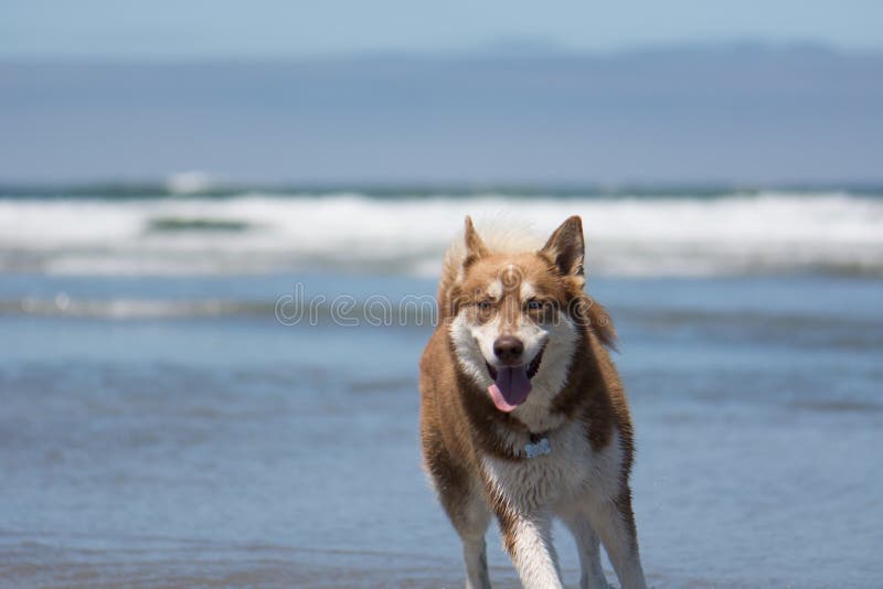 Husky Dog Playing at the Beach Stock Image - Image of husky, surf: 95221943